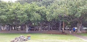 The Lahaina Banyan Tree, Truly The Most Amazing Tree I’ve Ever Seen