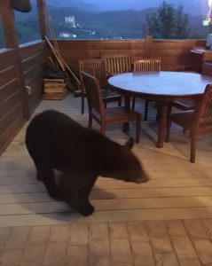 An Uninvited Dinner Guest, AKA The Bear Who Came to Dinner