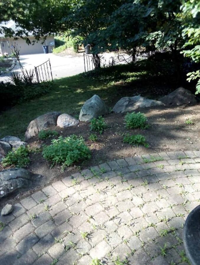 Landscaping Update: Reviving A 2-year Neglected Back Yard