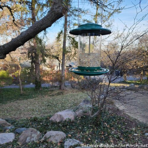 Love This New Feeder, Delish Popcorn & The Spotting Scope Is Pretty ...